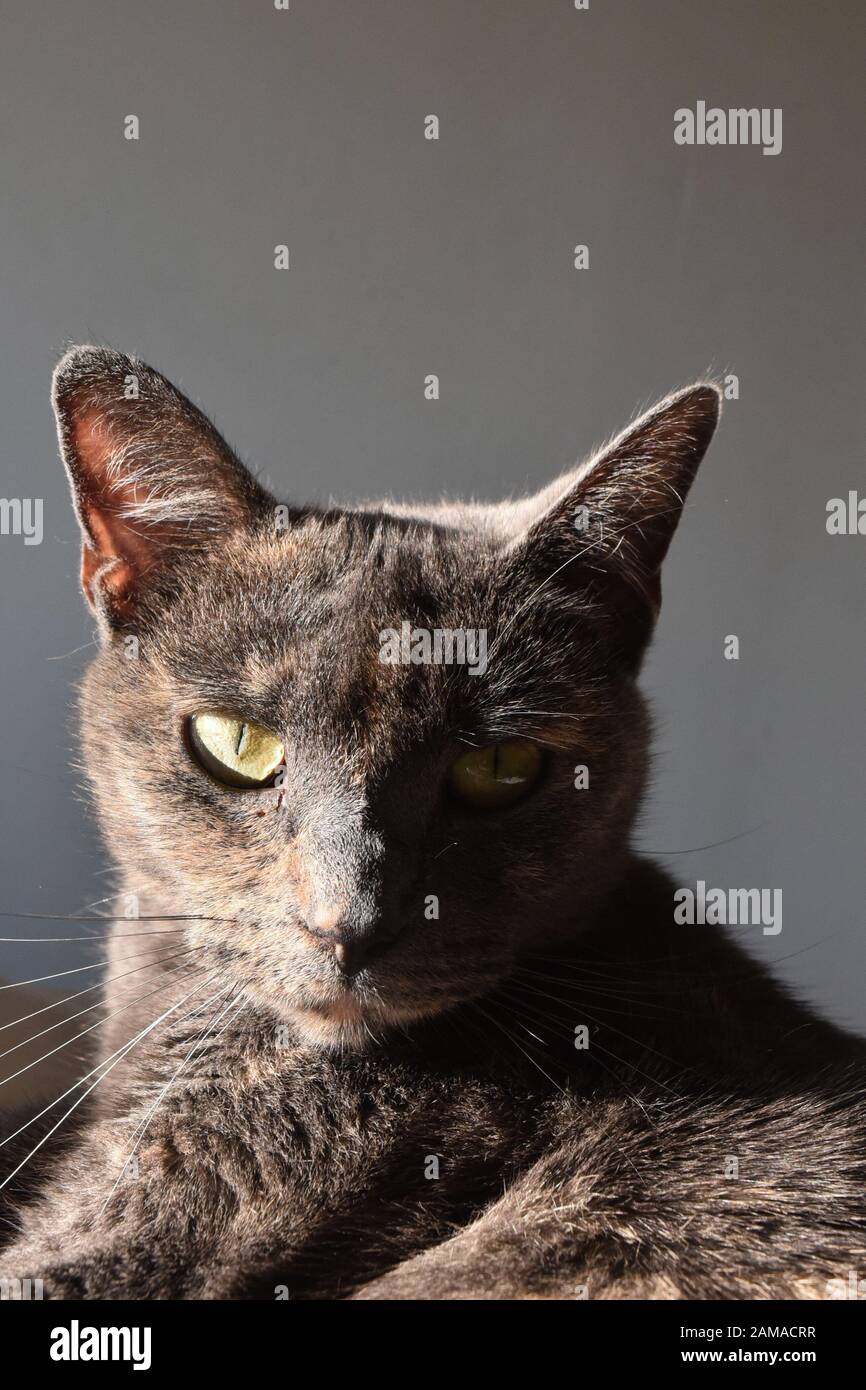 Moody portrait hi-res stock photography and images - Alamy