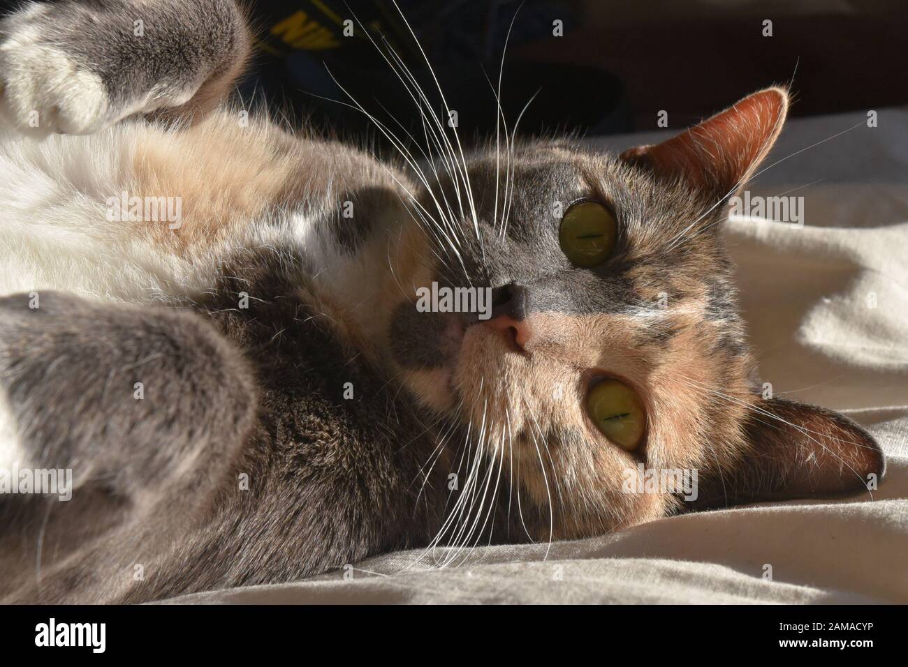 close up of cat face and paws laying on her side looking soppy. half ...