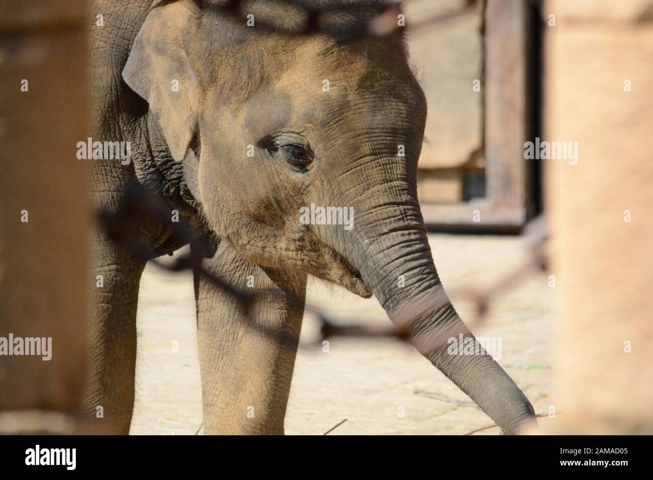portraits of animals, visiting the zoo Stock Photo - Alamy