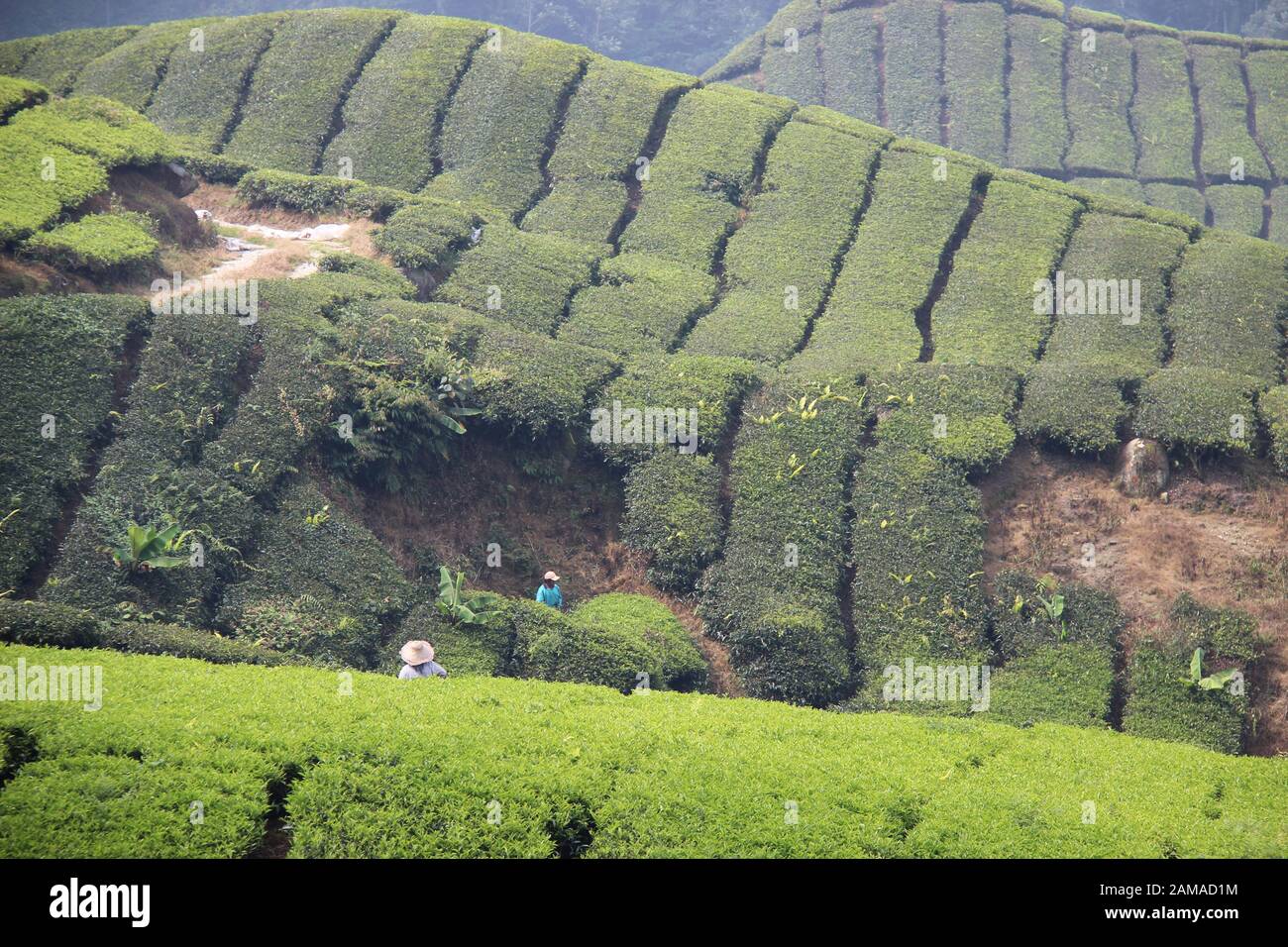 tea plantation worker harvest tea Stock Photo - Alamy