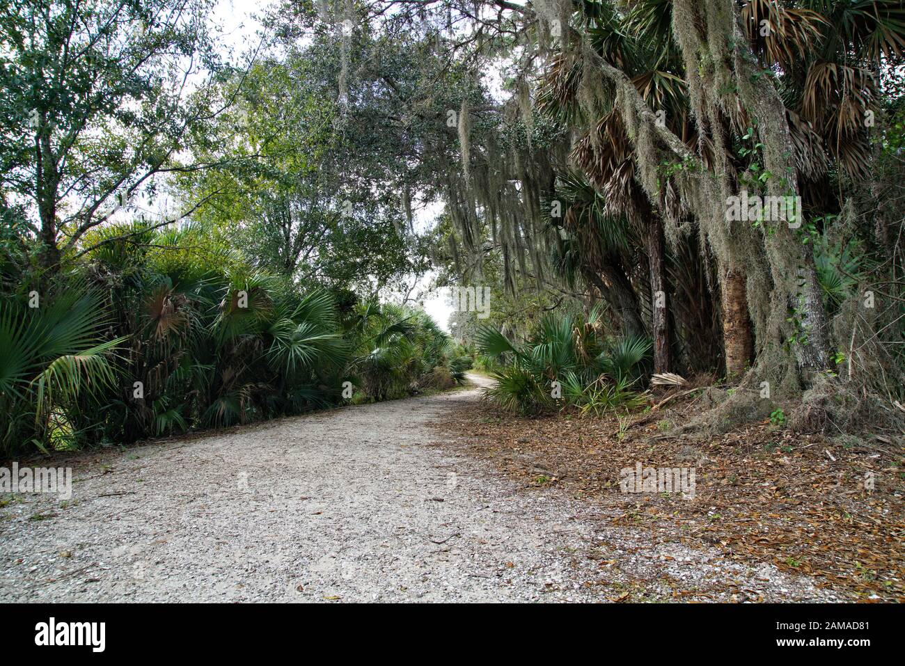 Forest trees dense walking hi-res stock photography and images - Alamy