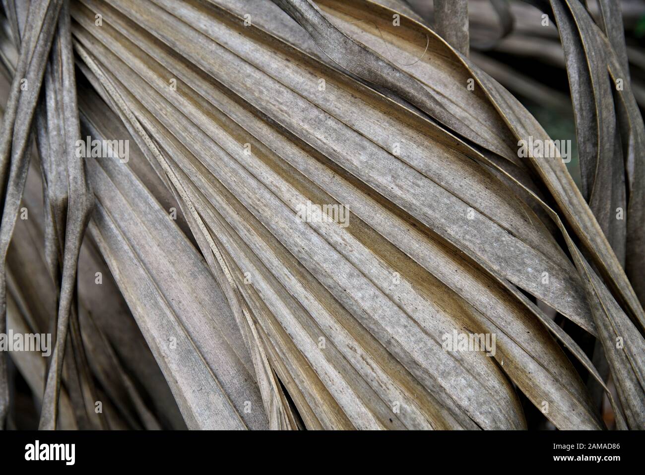 Lovely close up detail of a palm tree frond depicting texture and ...
