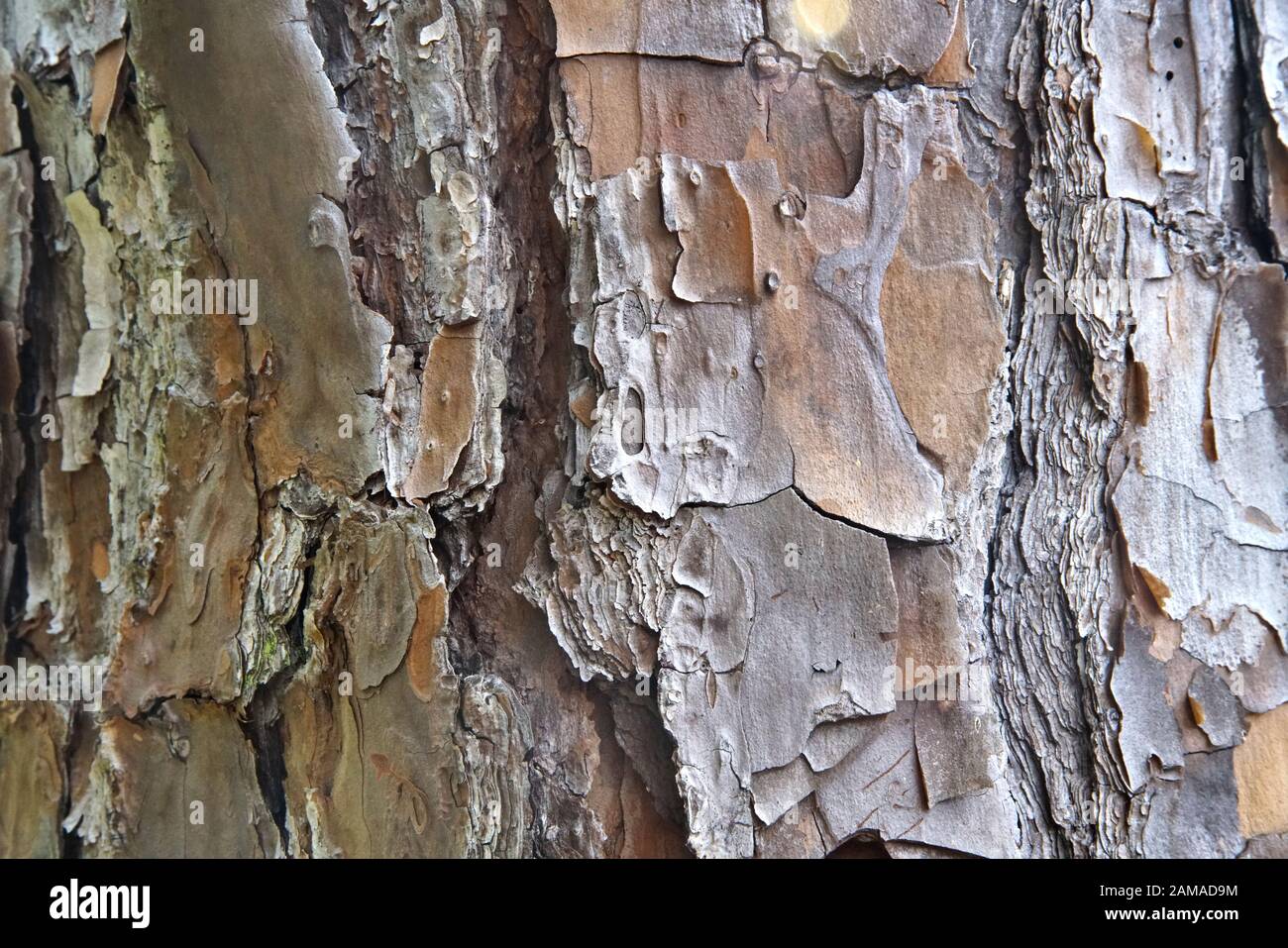 Close up macro detail of tree bark showing texture and contrast Stock ...