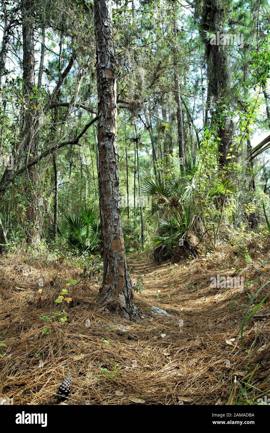 Calm peaceful walking path through the forest wit pine and oak trees ...