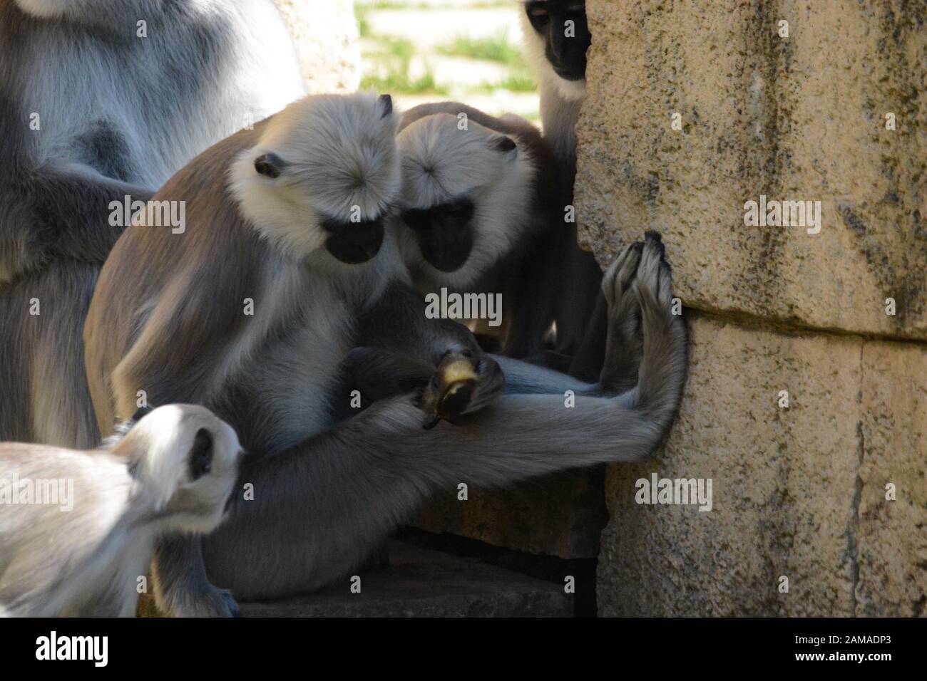 portraits of animals, visiting the zoo Stock Photo - Alamy
