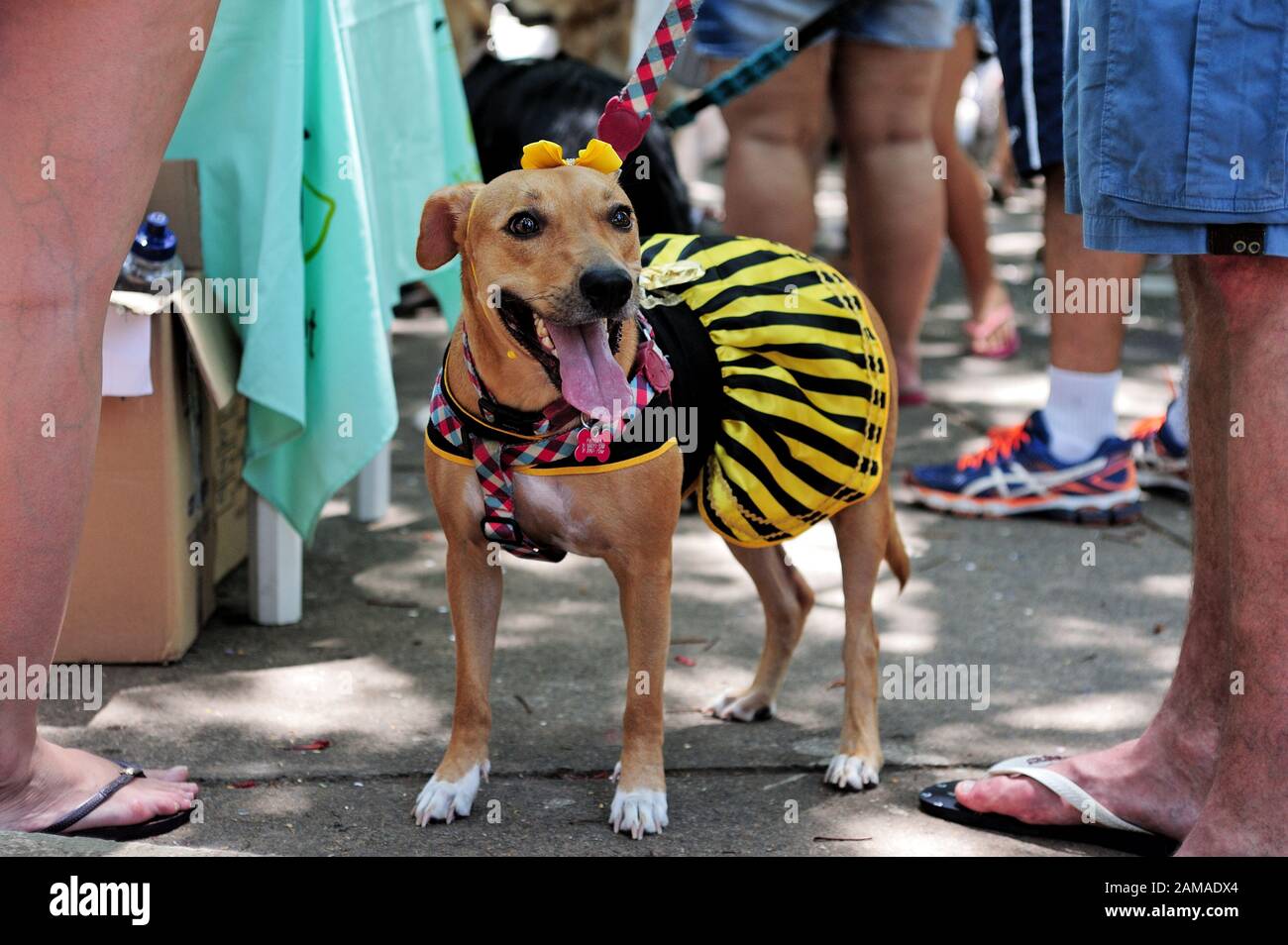 South America, Brazil – February 23, 2019: Dog having a blast during ...