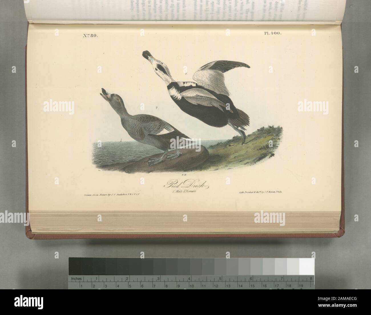 Pied Duck 1 Male 2 Female Fuligula labradora.; Pied Duck. 1. Male. 2 ...