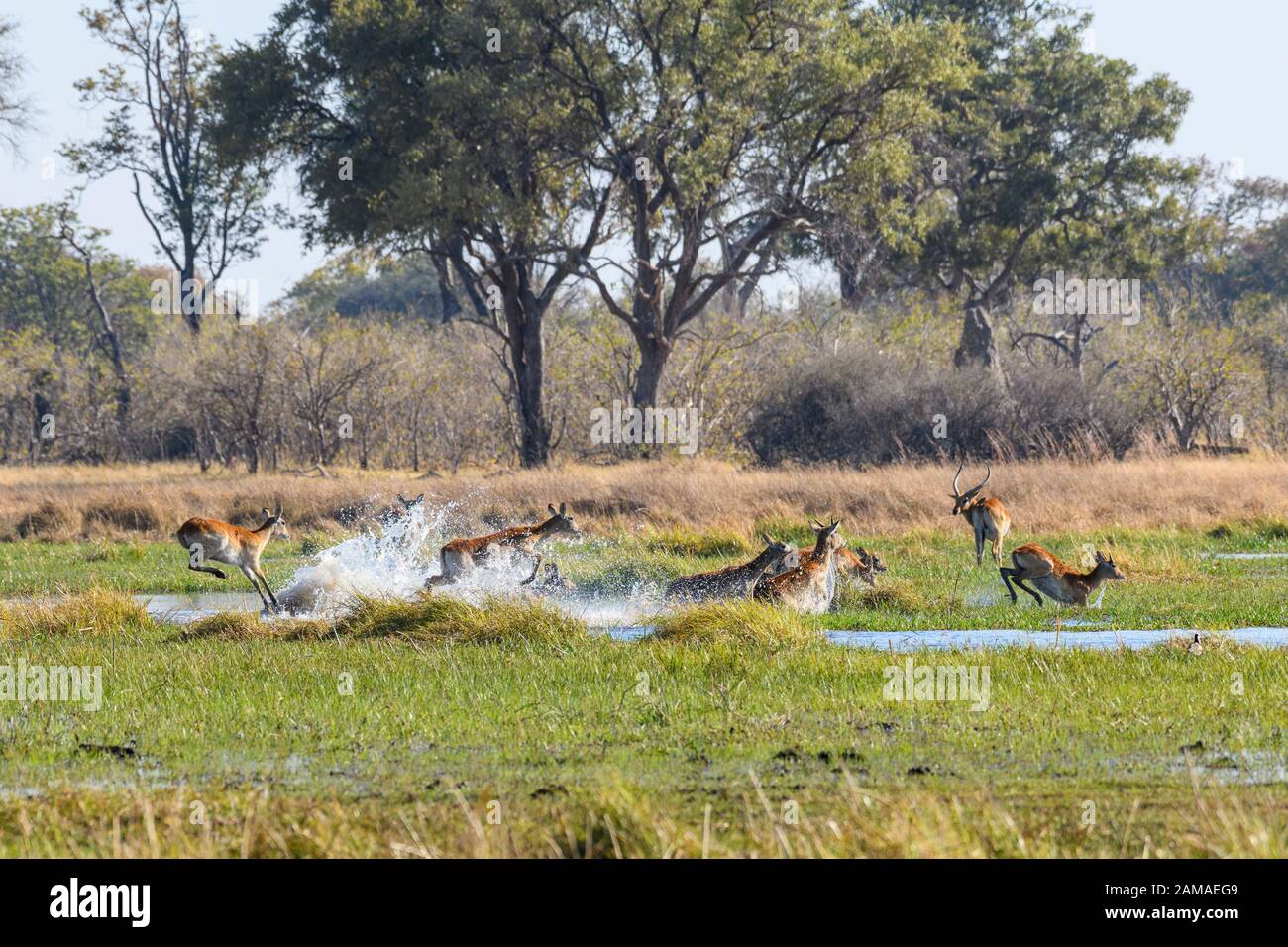 Red Lechwe, Kobus leche, running and leaping across water, Khwai ...