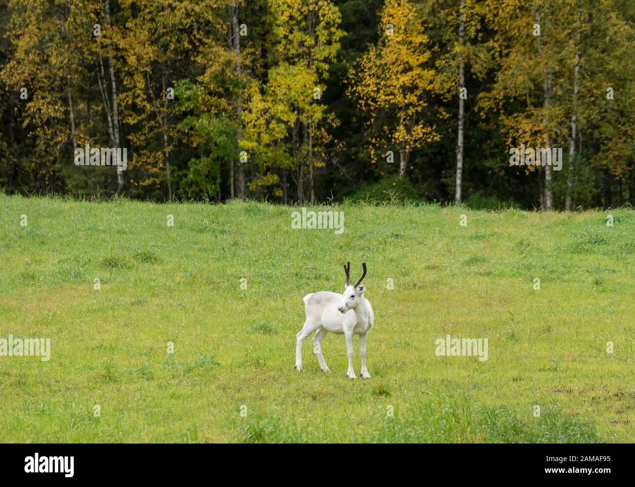 Reindeer walking in forest. Red, yellow, orange, green colored ...
