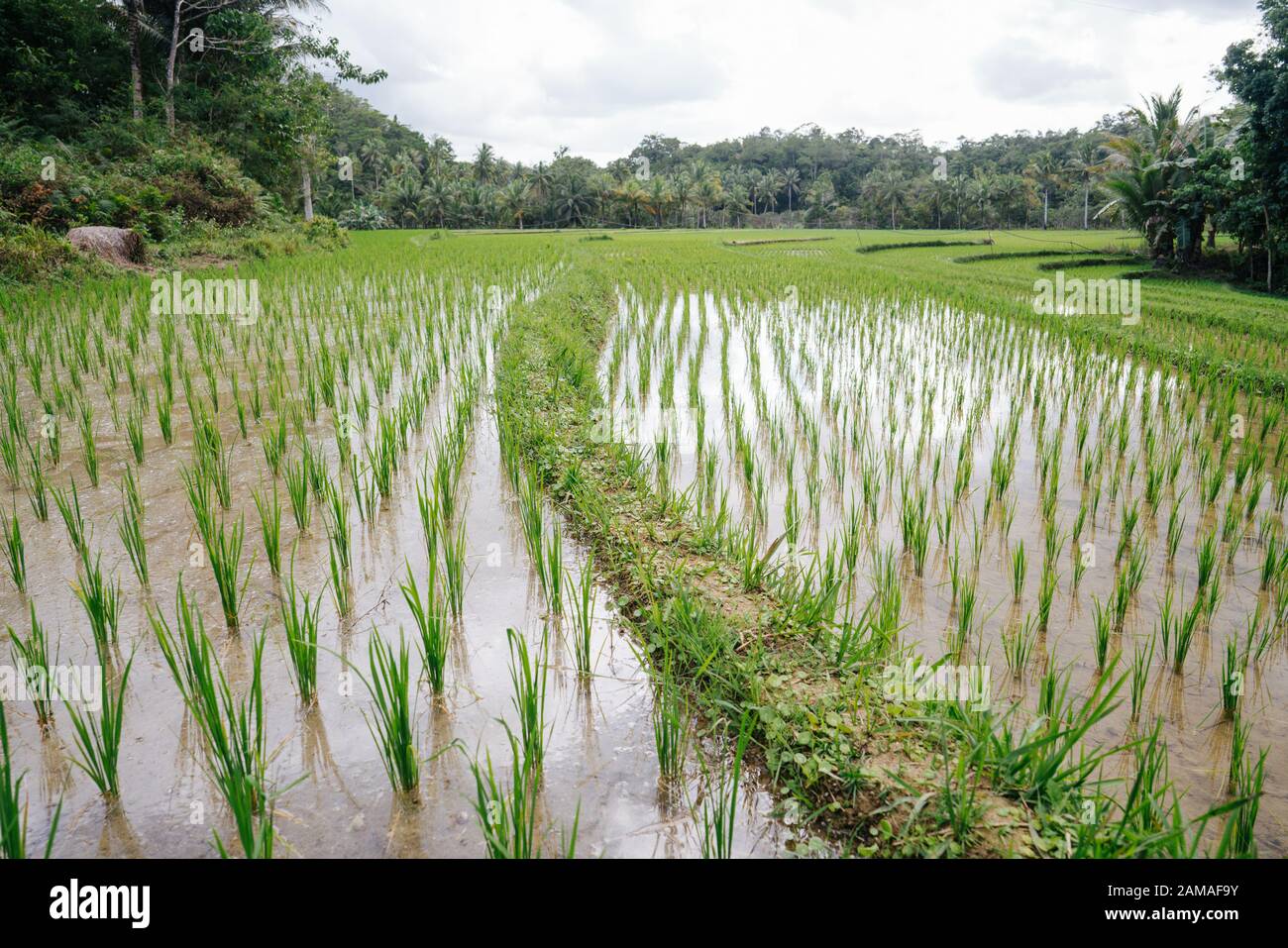 Beautiful rice fields with brown water reflecting sky surrounded by ...