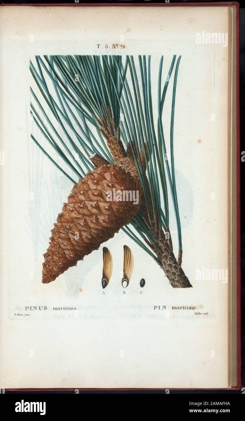 Pinus maritima hi-res stock photography and images - Alamy