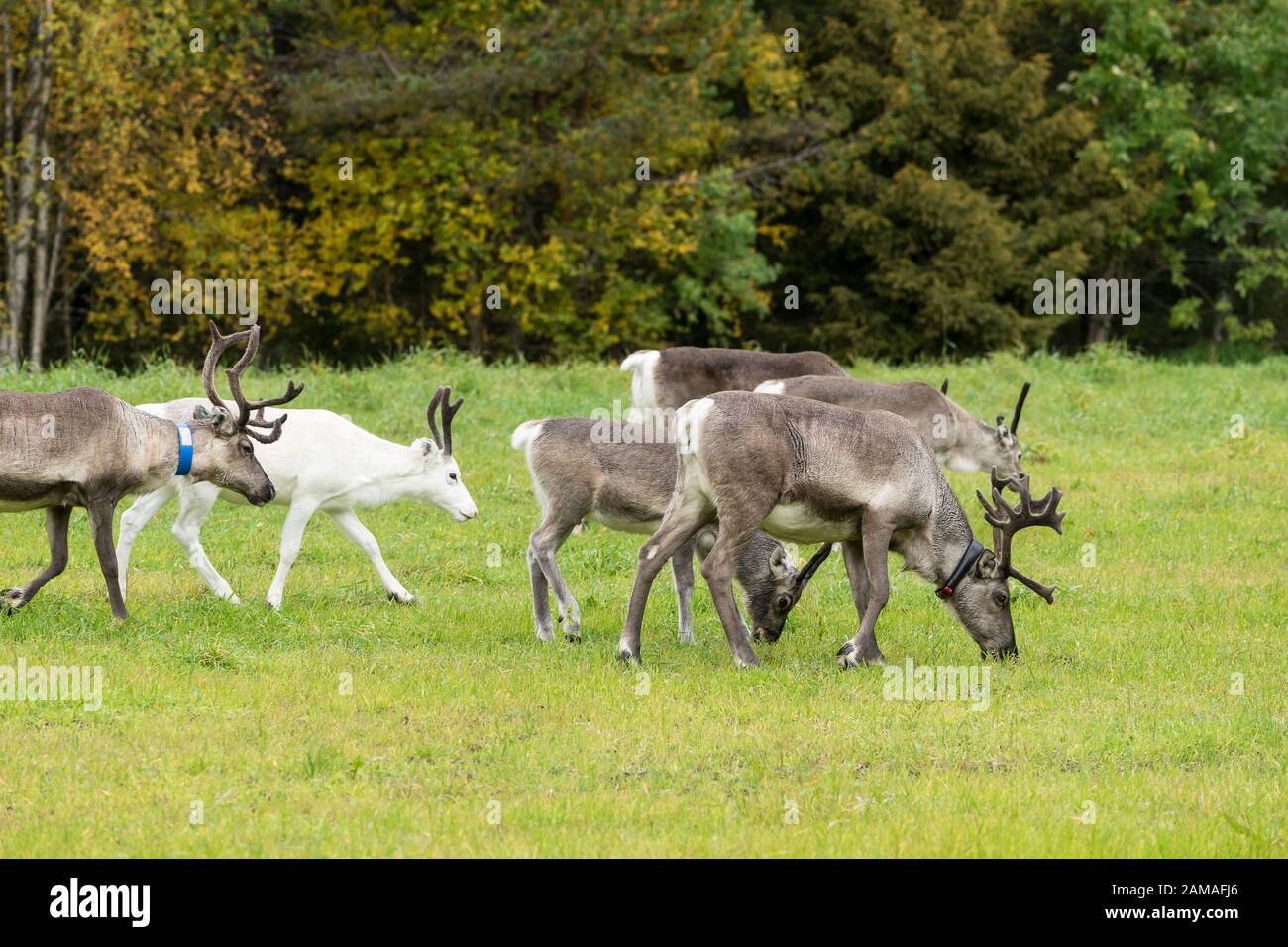 Reindeer walking in forest. Red, yellow, orange, green colored ...