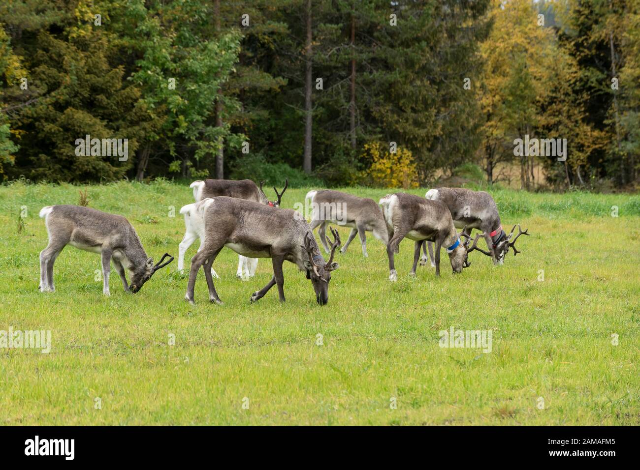 Reindeer walking in forest. Red, yellow, orange, green colored ...