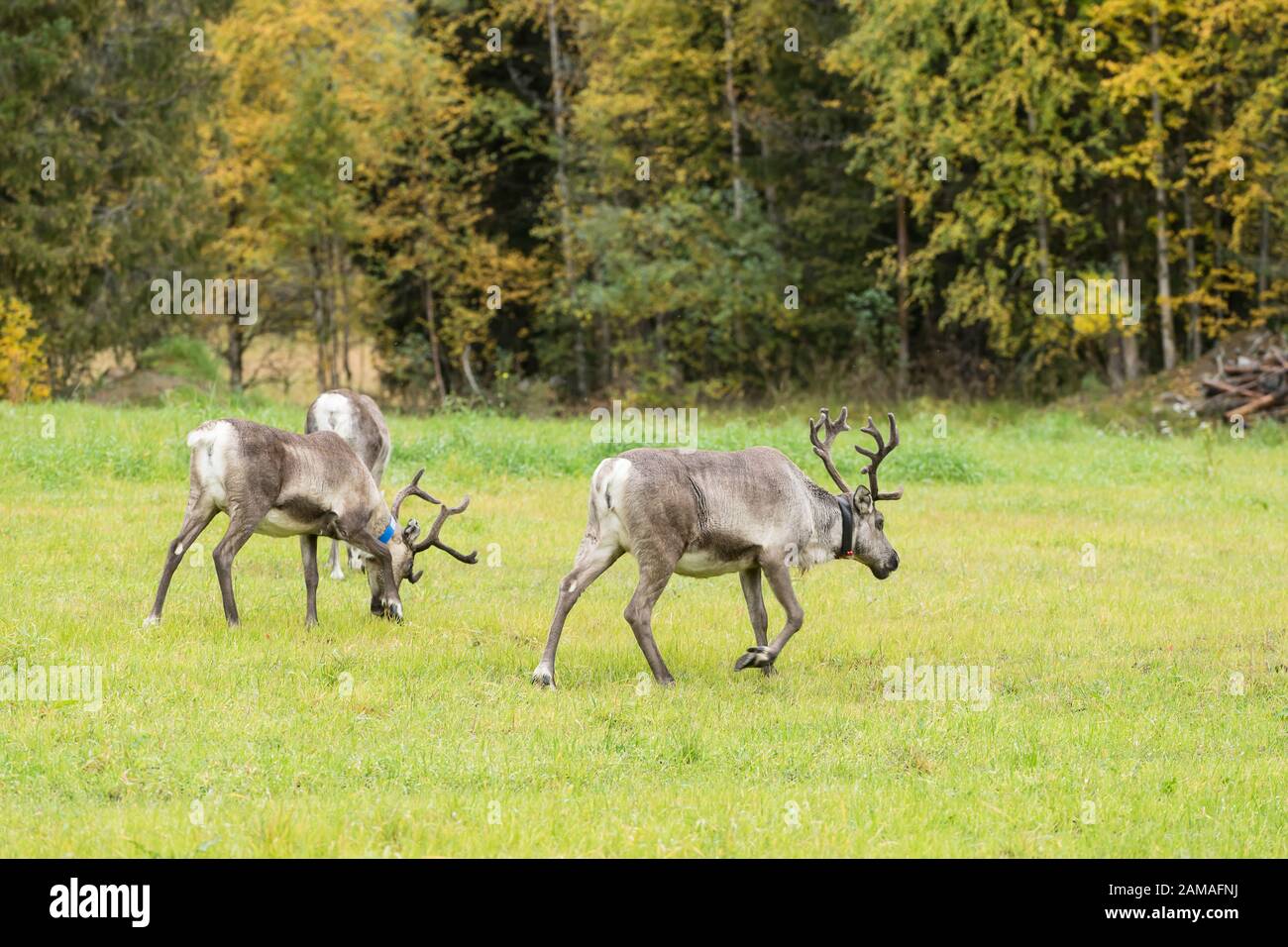 Reindeer walking in forest. Red, yellow, orange, green colored ...