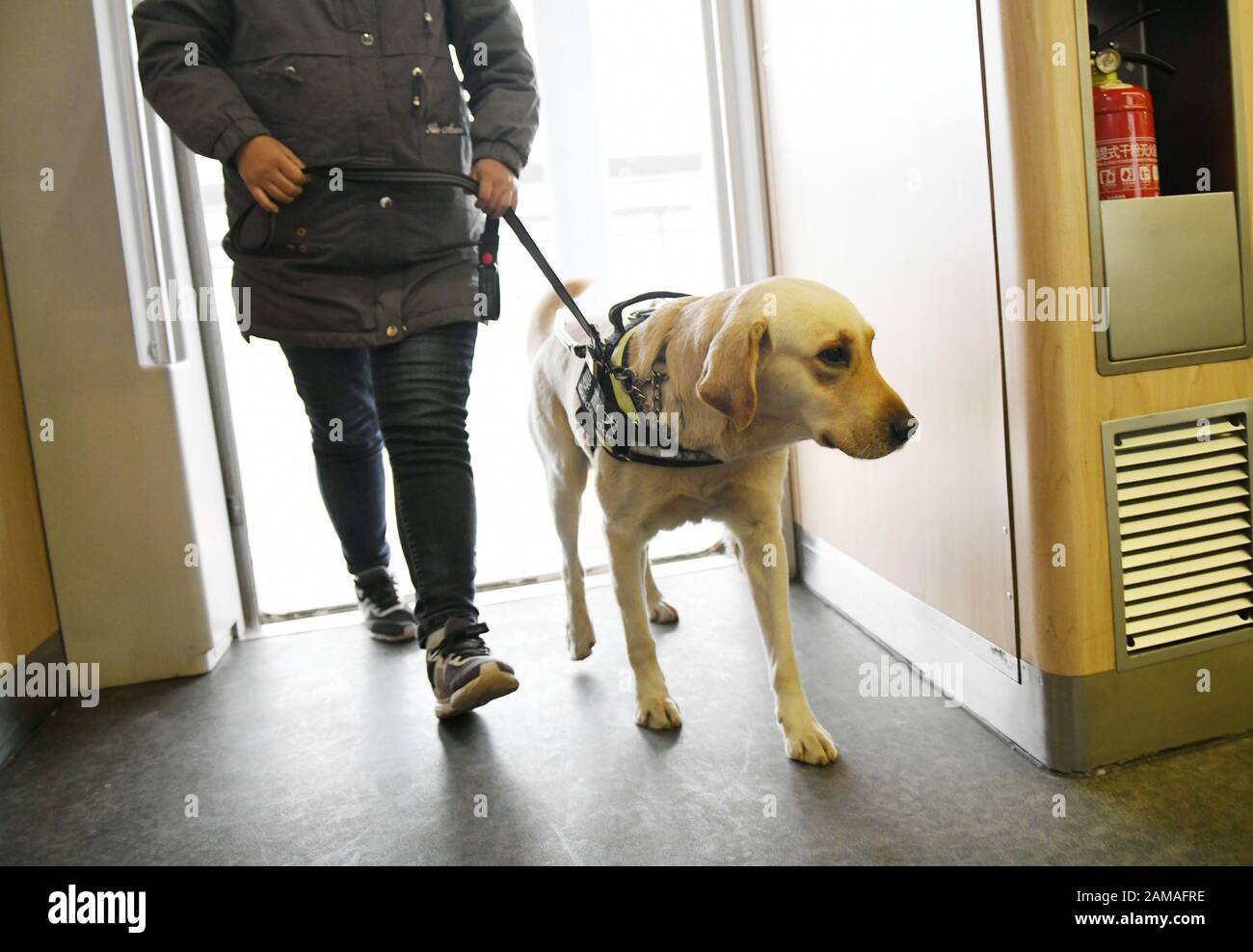 Xi'an, China's Shaanxi Province. 12th Jan, 2020. A guide dog and its ...