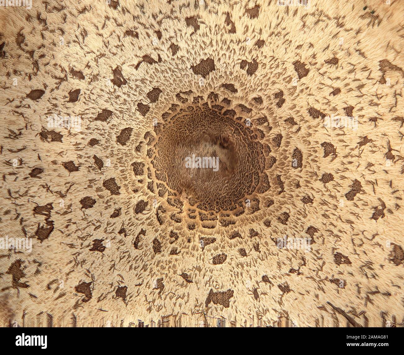 Mushroom cap texture hi-res stock photography and images - Alamy