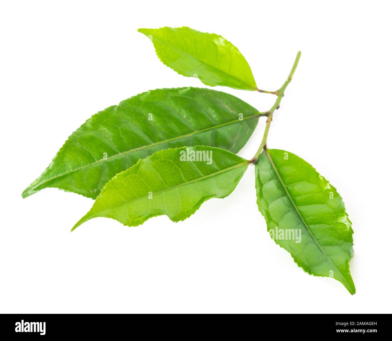 Studio shot organic green tea leaves branch isolated on white Stock ...