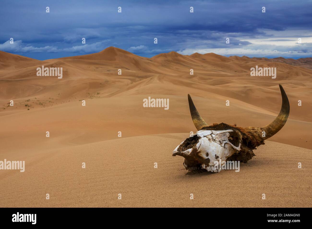 Bull skull in sand desert and storm clouds Stock Photo - Alamy