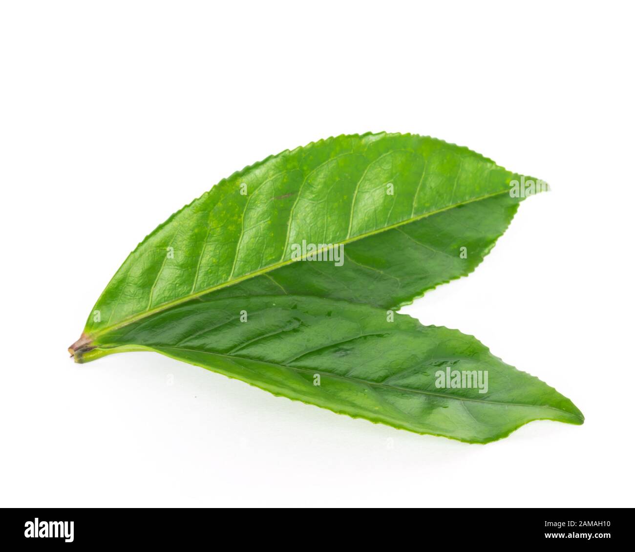 Studio shot two organic green tea leaves isolated on white background ...