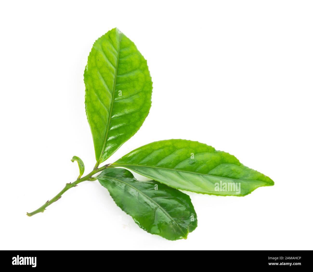 Studio shot organic green tea leaves branch isolated on white Stock ...