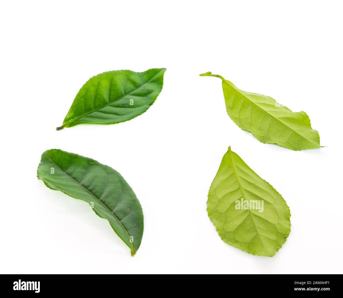 Studio shot four organic green tea leaves isolated on white background ...