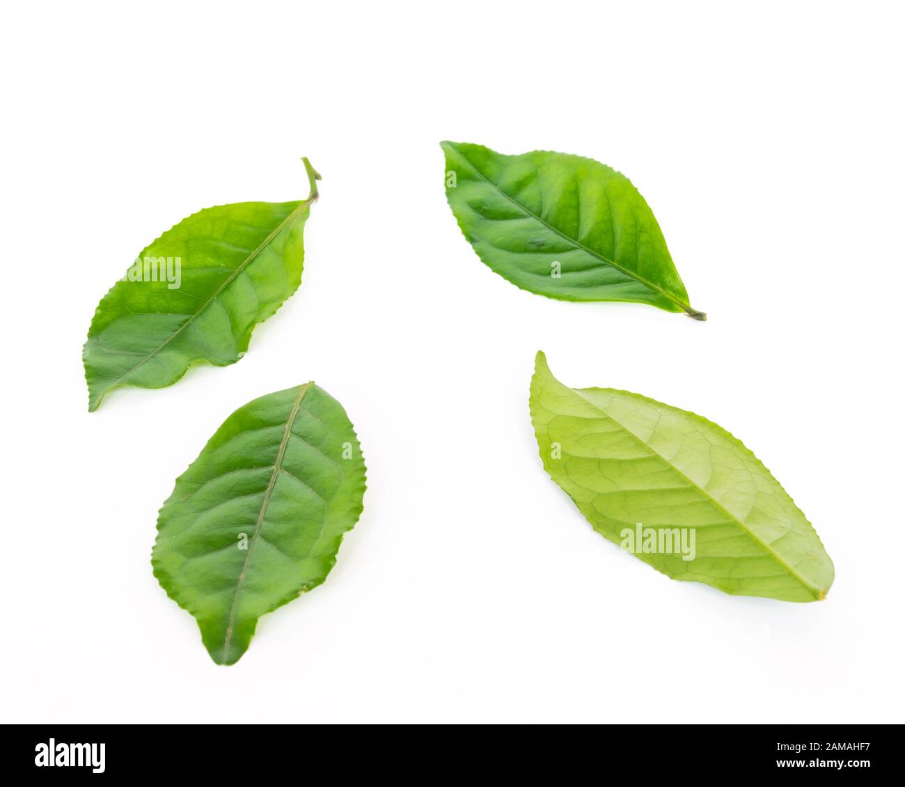 Studio shot four organic green tea leaves isolated on white background ...