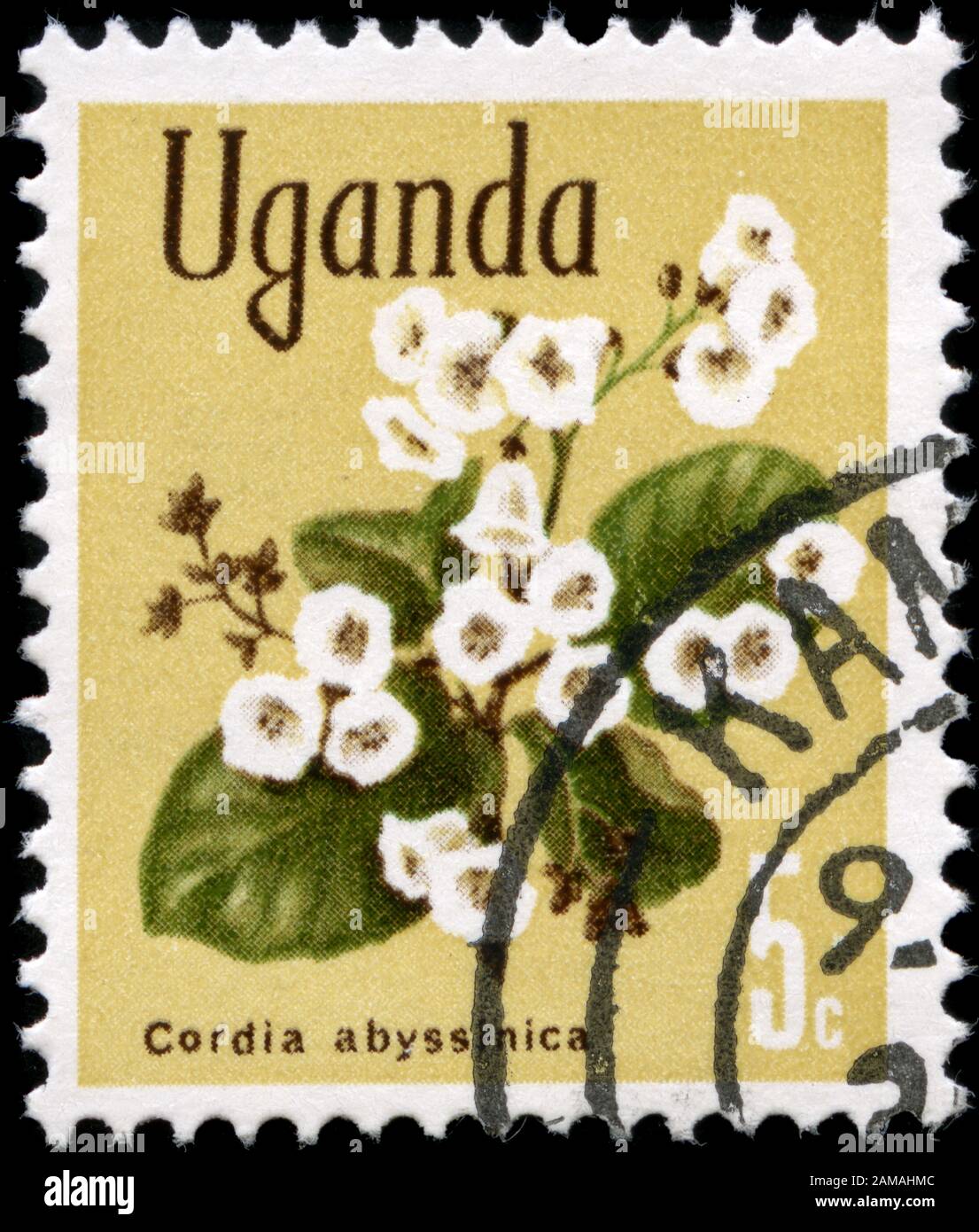 East African cordia (Cordia abyssinica Stock Photo - Alamy