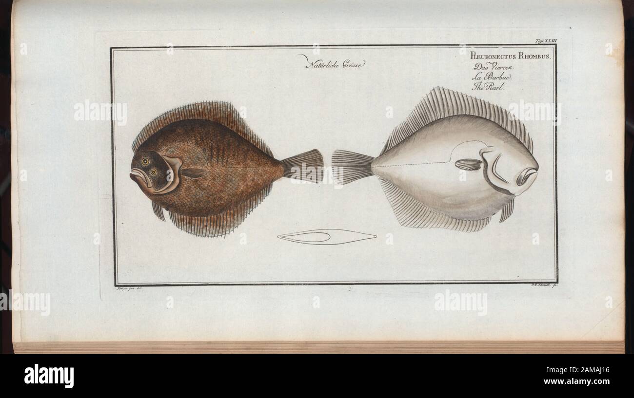 Pleuronectes Rhombus, The Pearl Gross, 1994, #120; Pleuronectes Rhombus ...