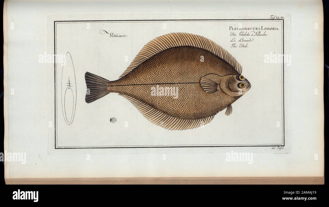 Dab limanda limanda hi-res stock photography and images - Alamy