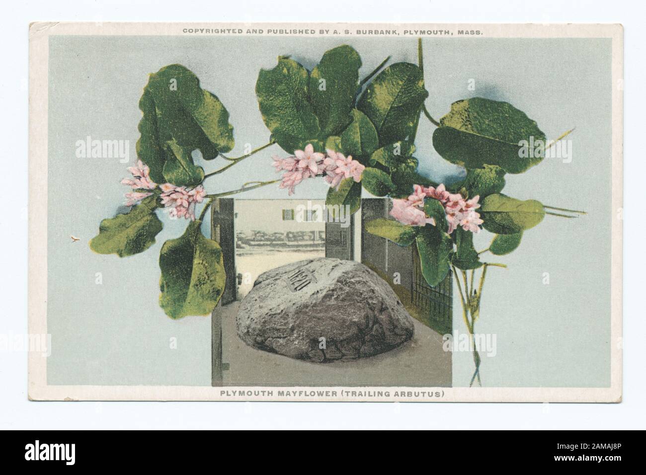 Trailing Arbutus High Resolution Stock Photography and Images - Alamy