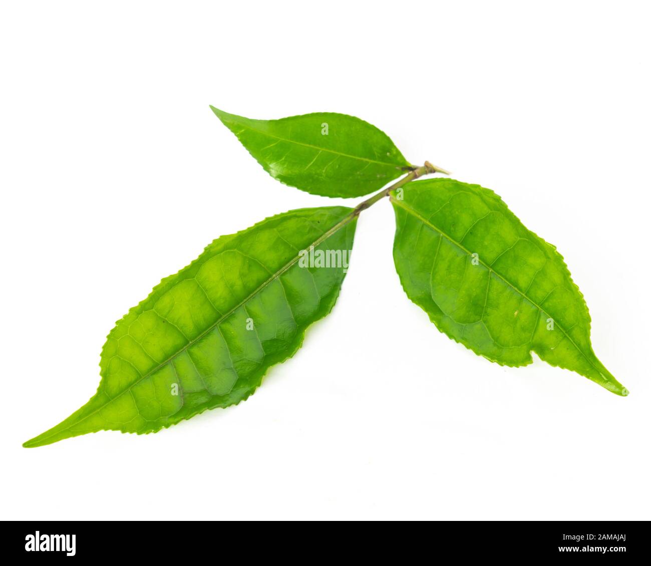 Studio shot organic green tea leaves branch isolated on white Stock ...