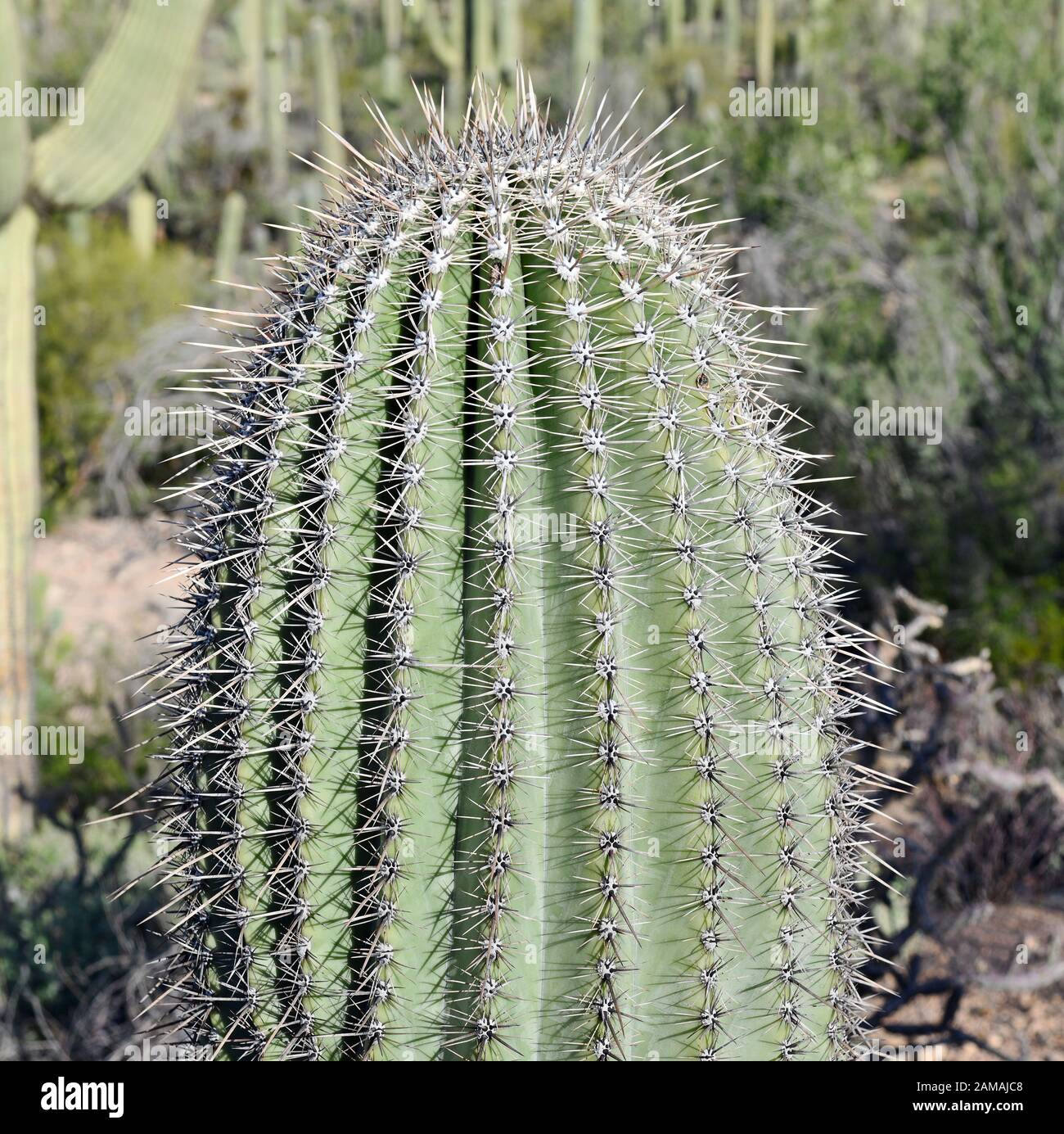 Saguaro Cactus here growing in the Sonoran Desert Arizona, USA also ...