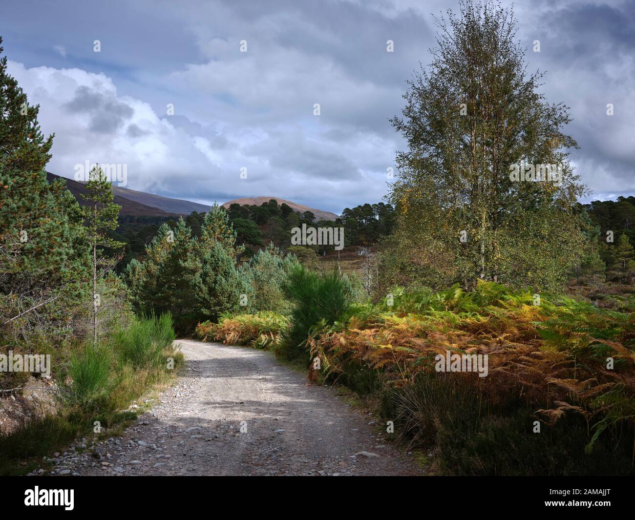 Ancient caledonian pine forests hi-res stock photography and images - Alamy