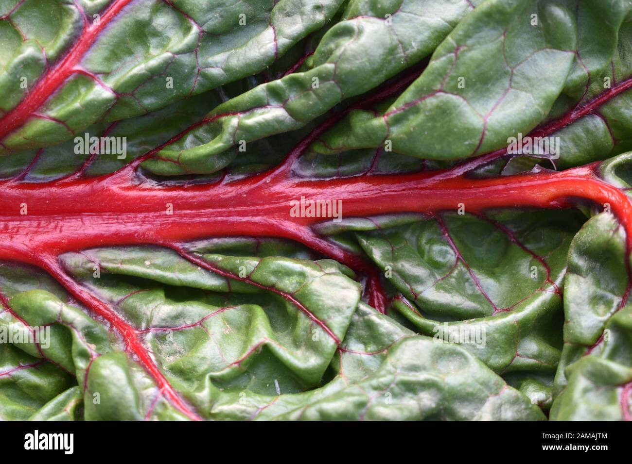 Isolated closeup of red Swiss chard leaf and veins Stock Photo - Alamy