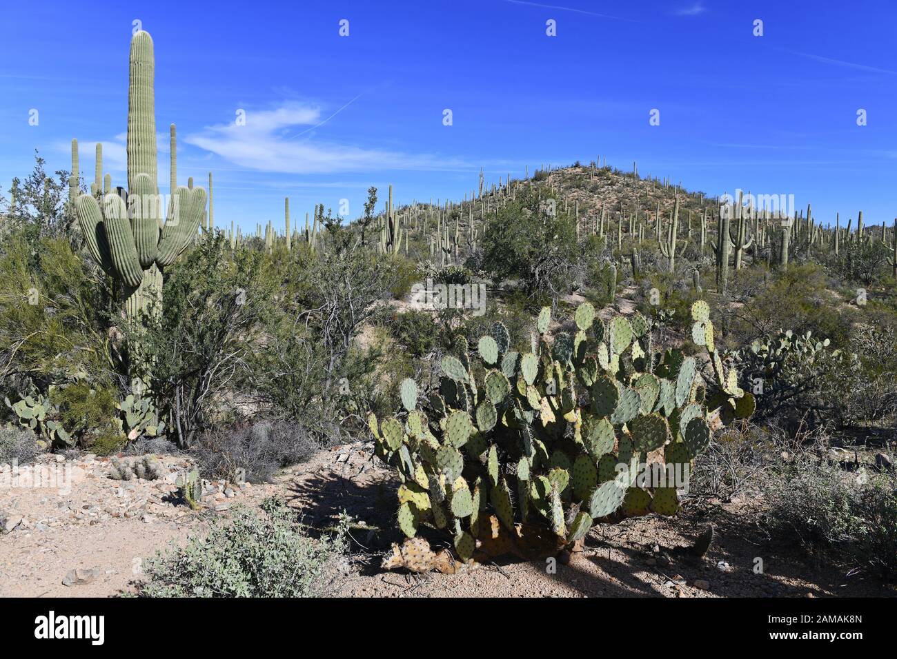 Saguaro Cactus here growing in the Sonoran Desert Arizona, USA also ...
