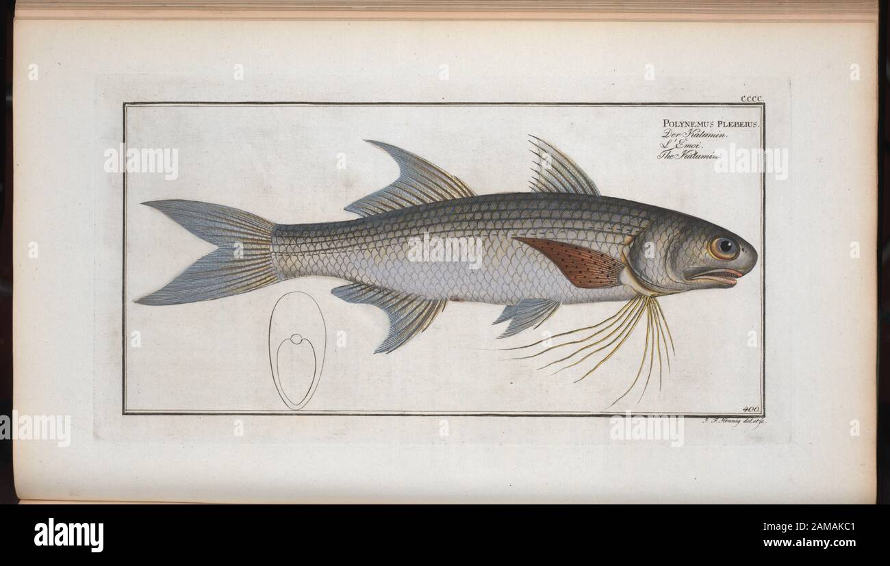 Polynemus hi-res stock photography and images - Alamy