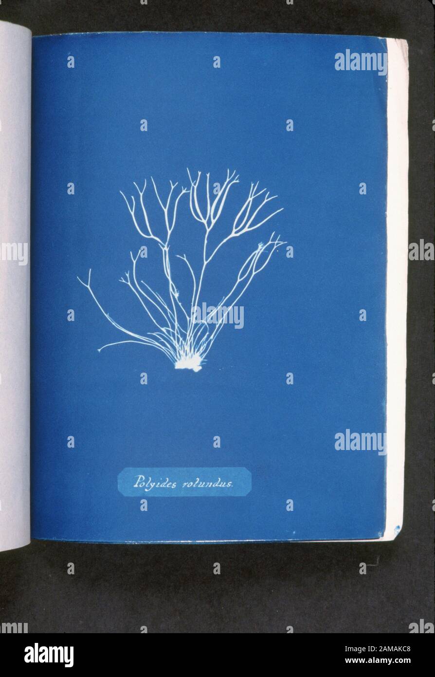 Polyides rotundus hi-res stock photography and images - Alamy