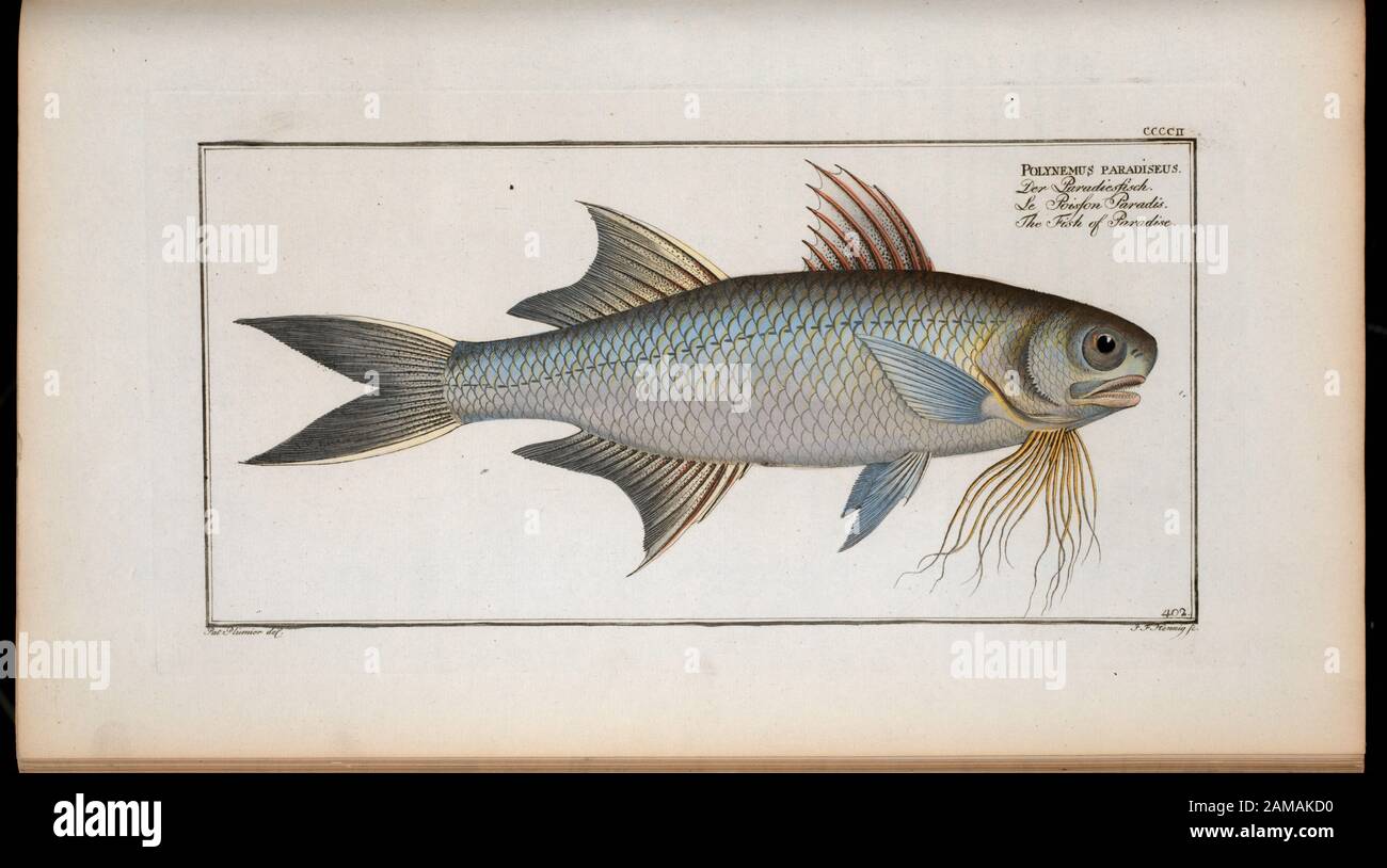 Polynemus hi-res stock photography and images - Alamy