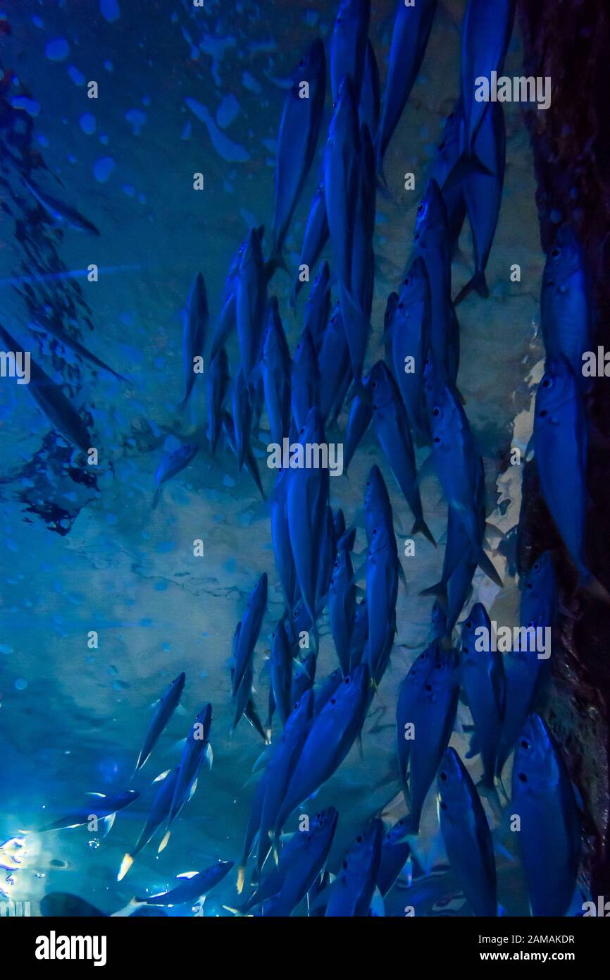 A swirl of fish in aquarium Stock Photo - Alamy