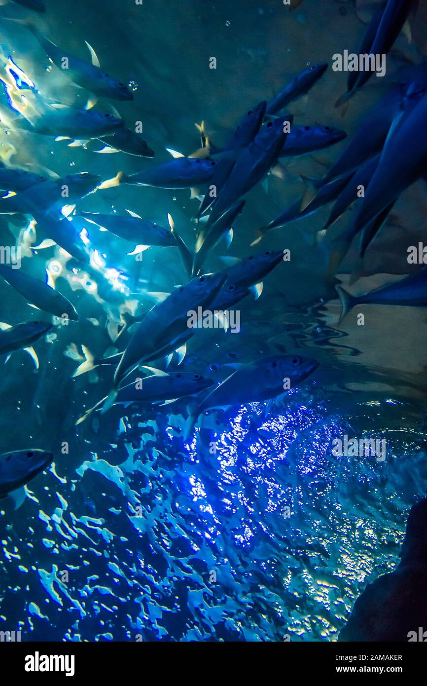 A swirl of fish in aquarium Stock Photo - Alamy