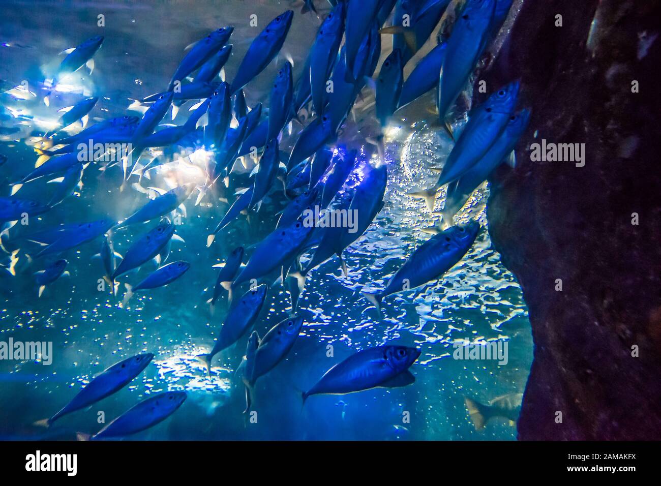 A swirl of fish in aquarium Stock Photo - Alamy