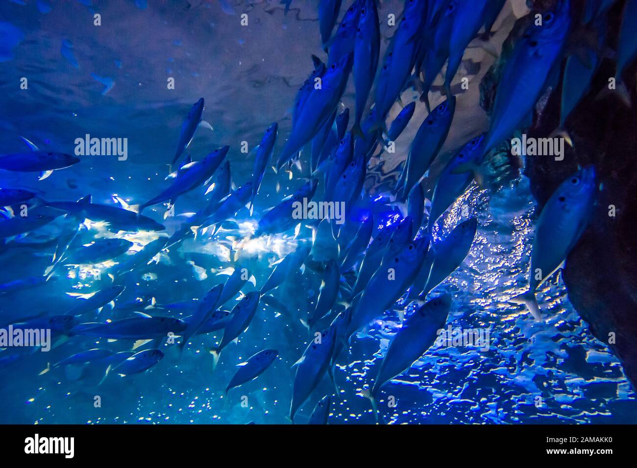 A swirl of fish in aquarium Stock Photo - Alamy