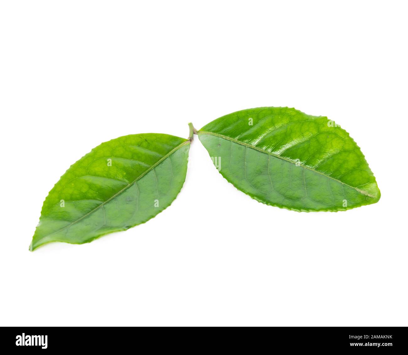 Studio shot two organic green tea leaves isolated on white background ...