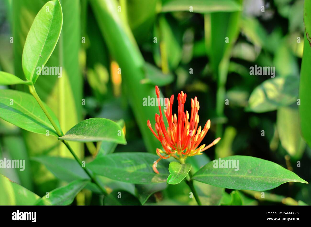 Ixora hedge hi-res stock photography and images - Alamy