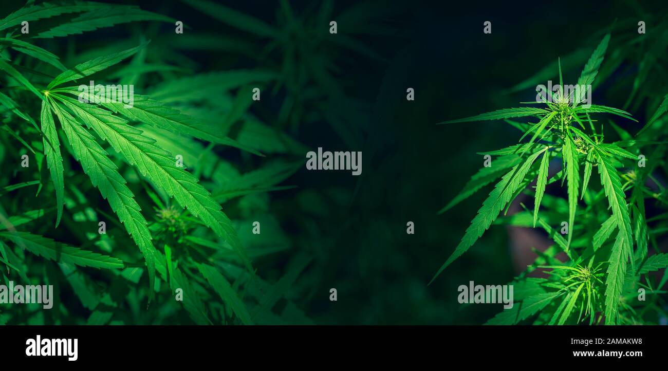 Wallpaper marijuana hi-res stock photography and images - Alamy