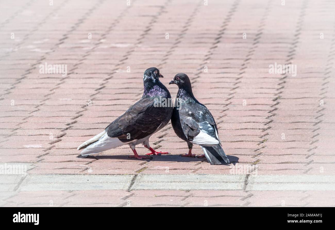 Mating games of a pair of pigeons. Pigeons in Love Game Stock Photo - Alamy