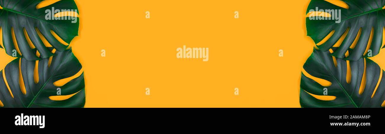 Banner made from tropical jungle monstera leaves isolated on orange ...