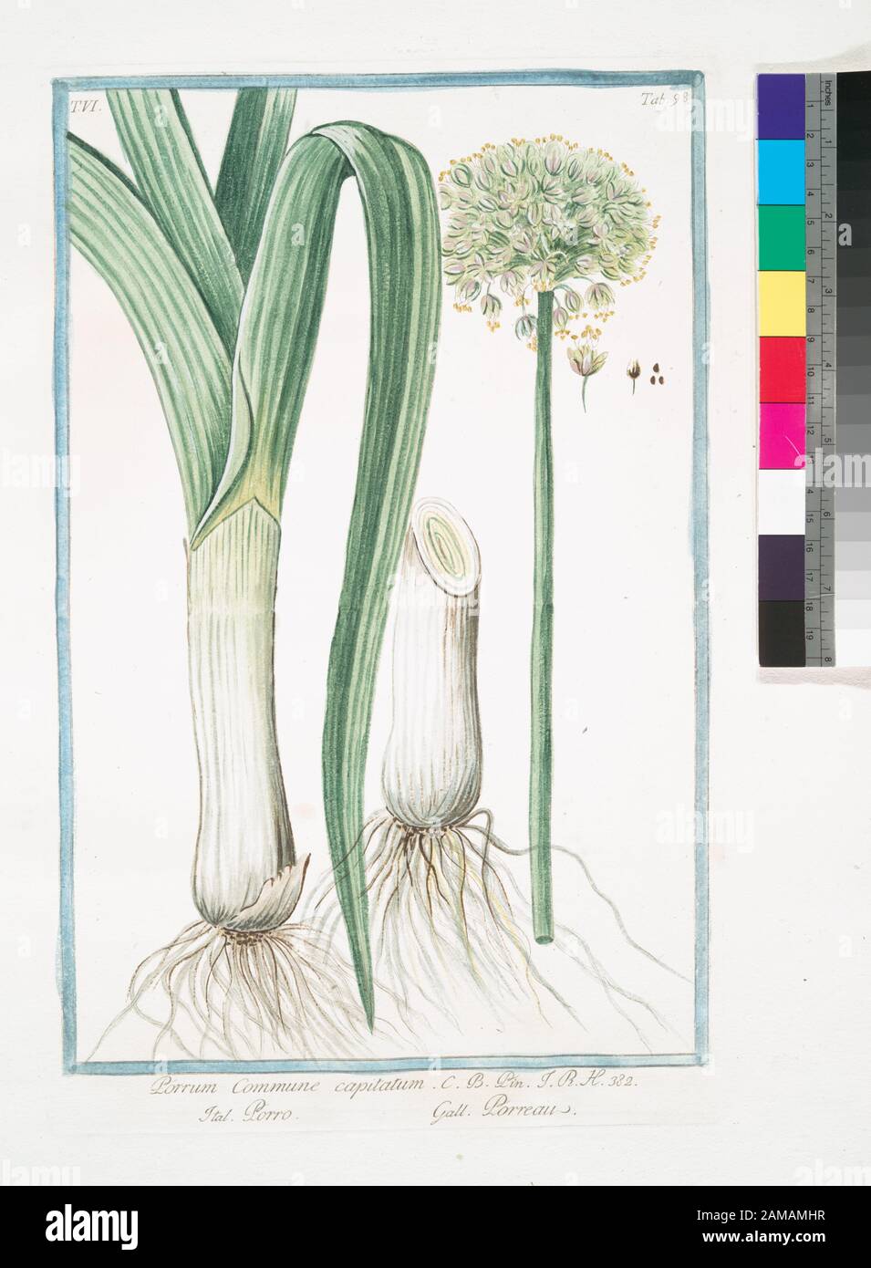 Porrum capitatum hi-res stock photography and images - Alamy