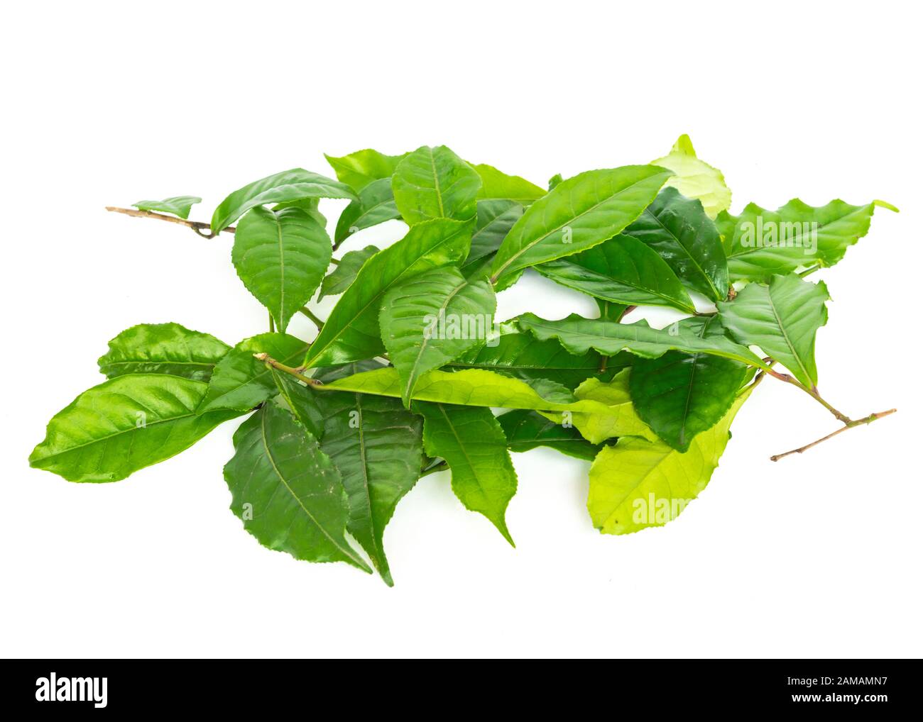 Studio shot pile of green tea branches leaves isolated on white Stock ...