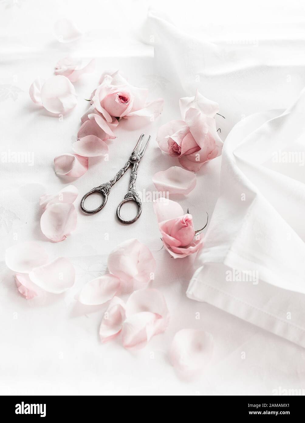 Pink rose flowers preparation with vintage silver scissors Stock Photo ...